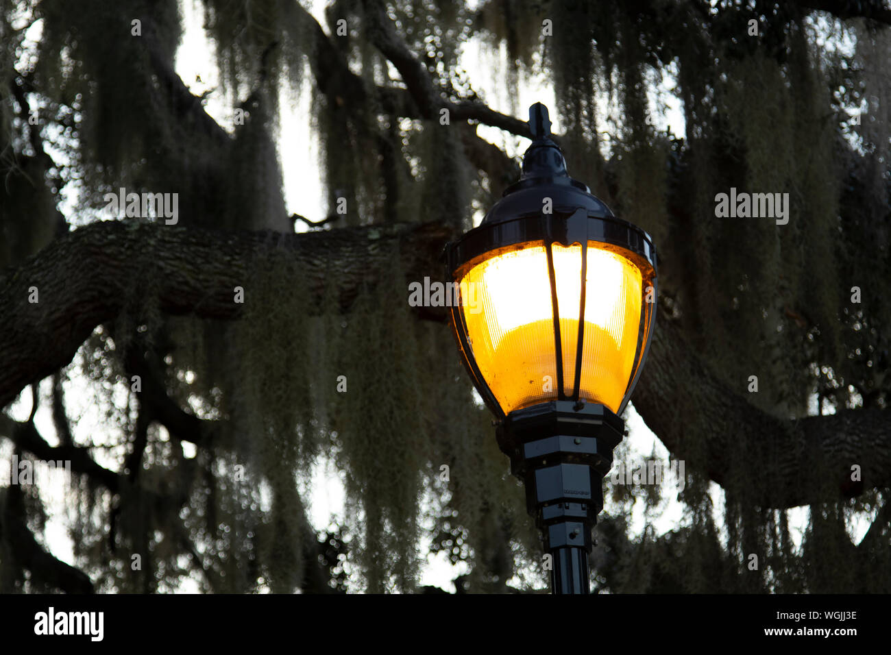Glowing spanish moss hi-res stock photography and images - Alamy