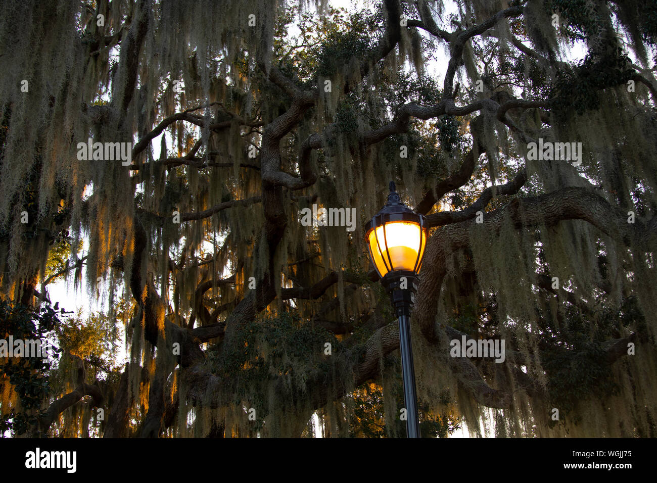 Glowing spanish moss hi-res stock photography and images - Alamy