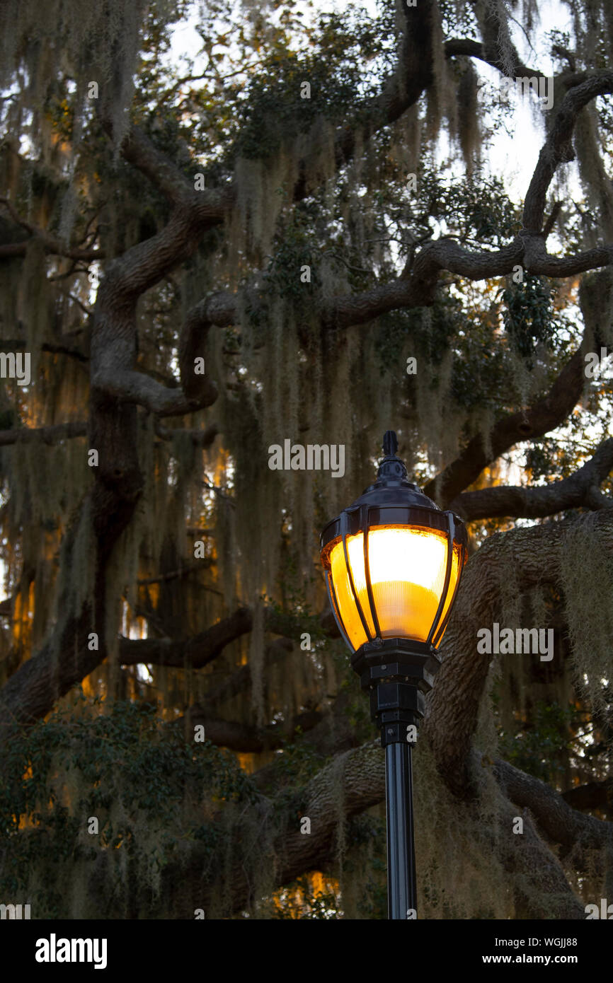 Glowing spanish moss hi-res stock photography and images - Alamy