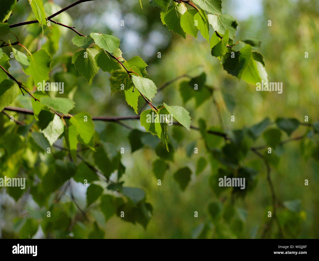 Betula bhojpattra sinensis hi-res stock photography and images - Alamy