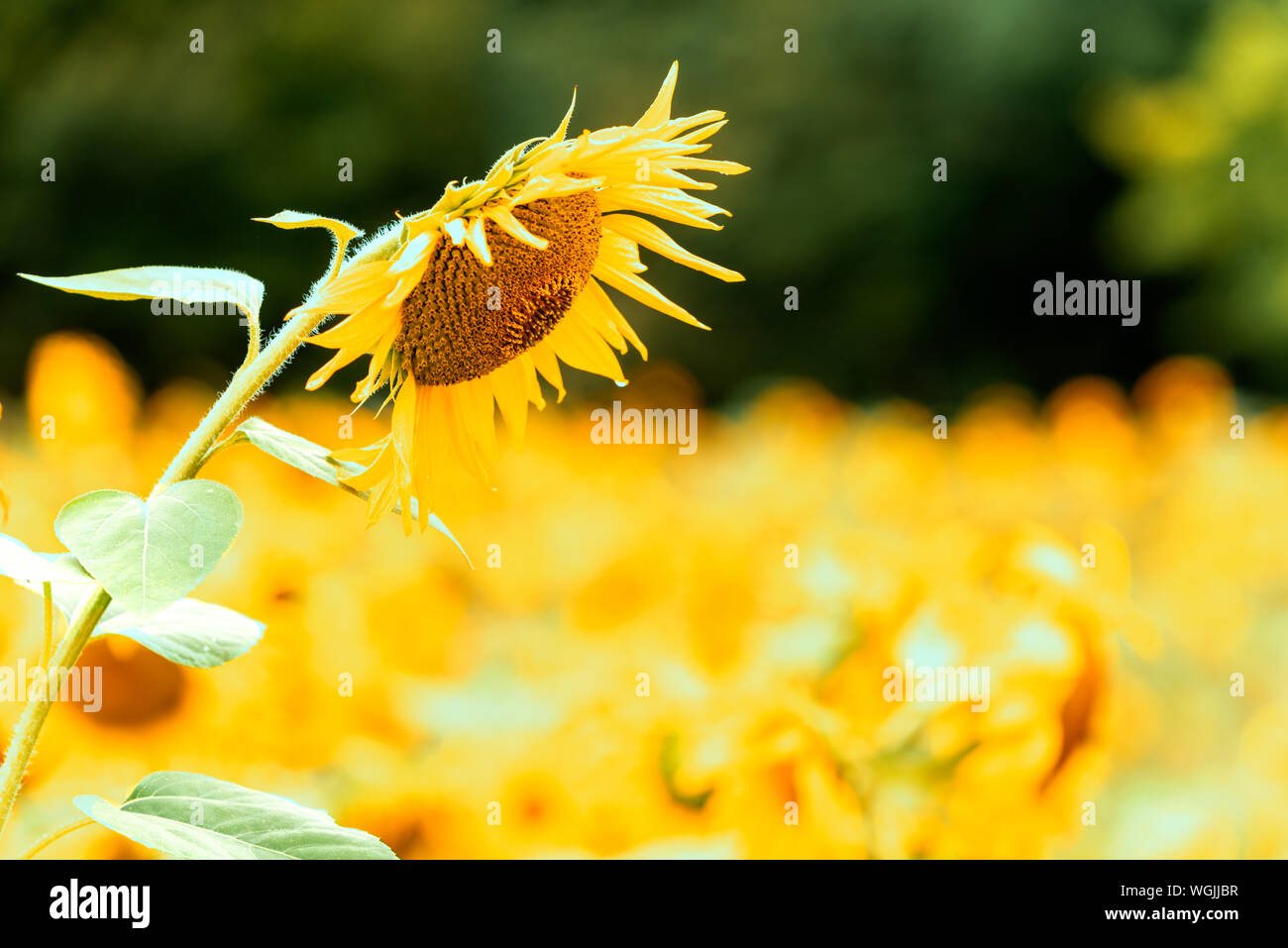 Sunflower blooming field. Close-up of sunflower and water drops ...