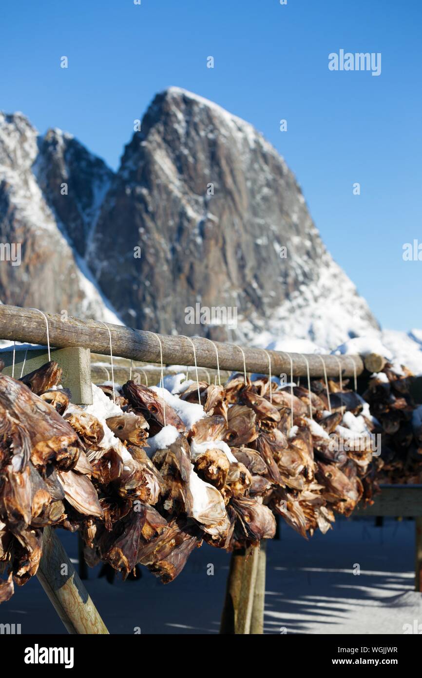 Salted cod historic hi-res stock photography and images - Alamy