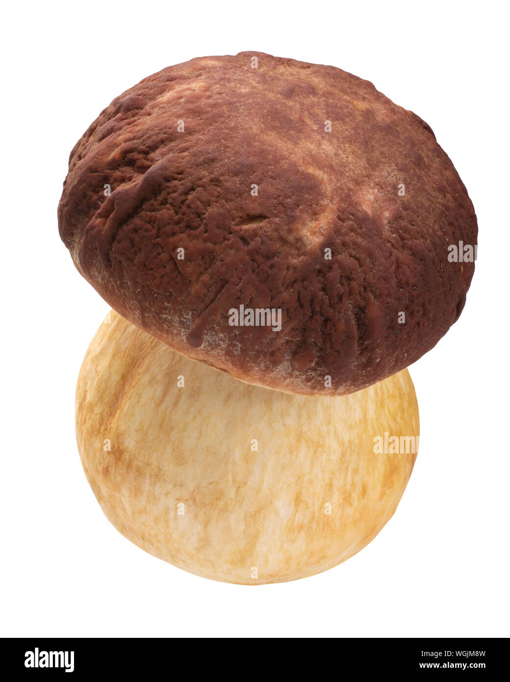 Cep or Porcino mushroom (Boletues edulis fruit body), isolated Stock ...