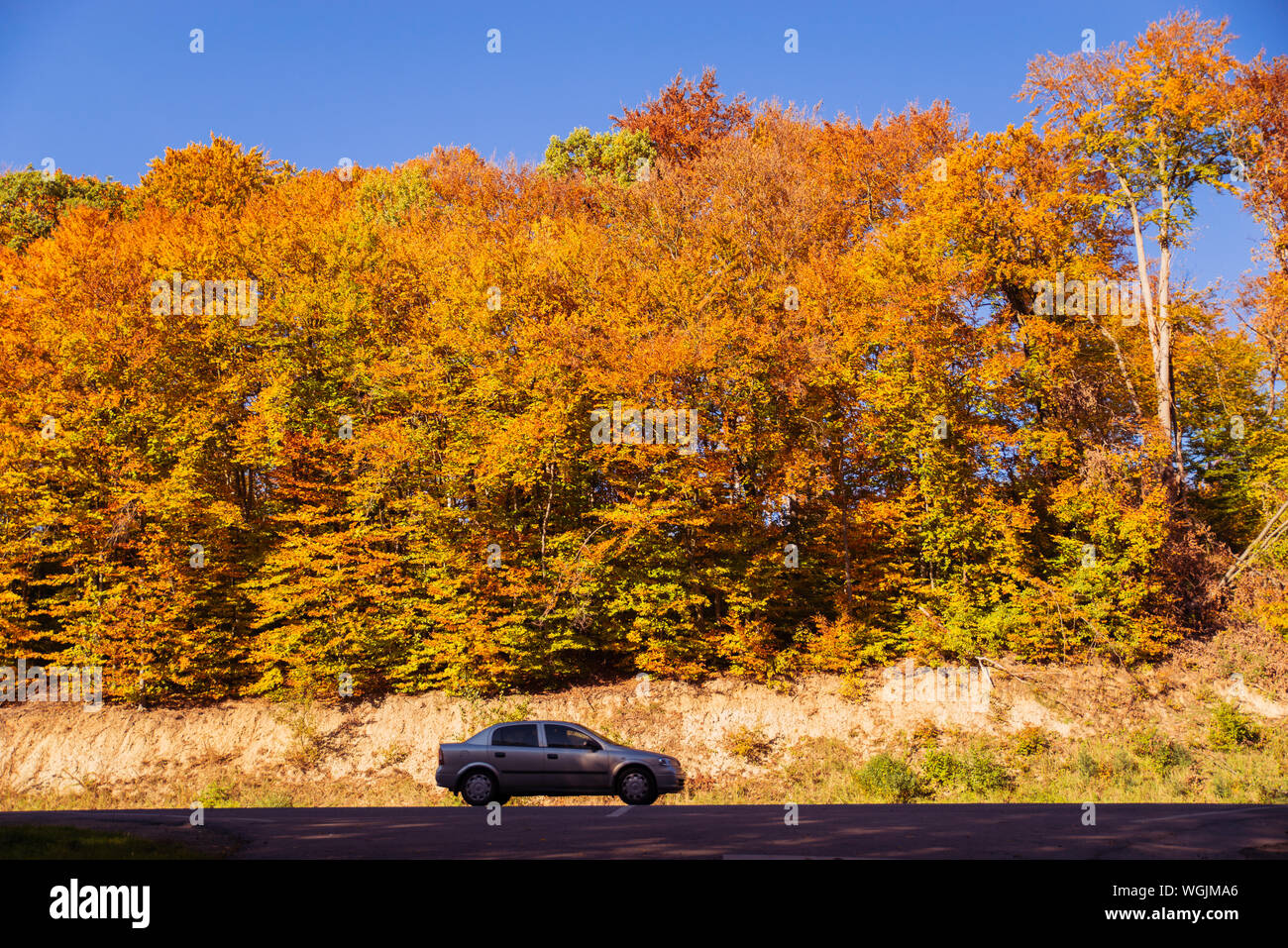 car at highway road fall season yellow leaves forest on background ...