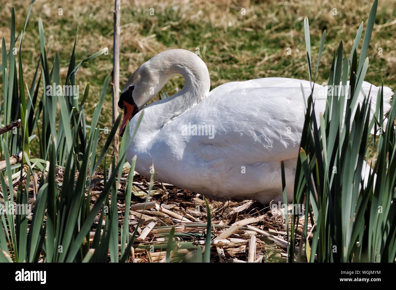 Side View Swan High Resolution Stock Photography and Images - Alamy