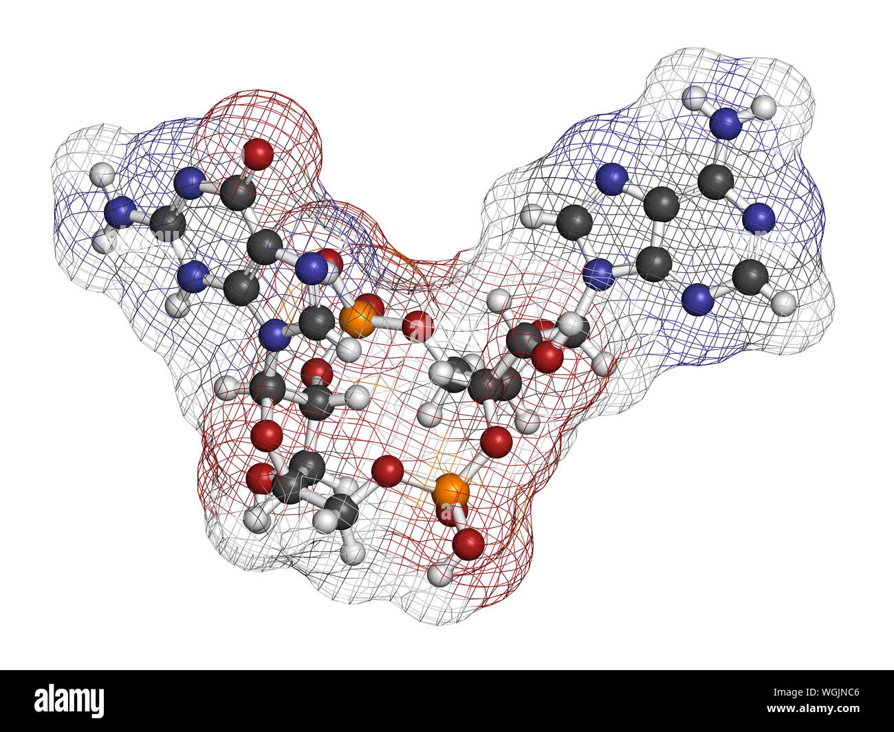 Cyclic guanosine monophosphate–adenosine monophosphate (2',3'-cGAMP ...