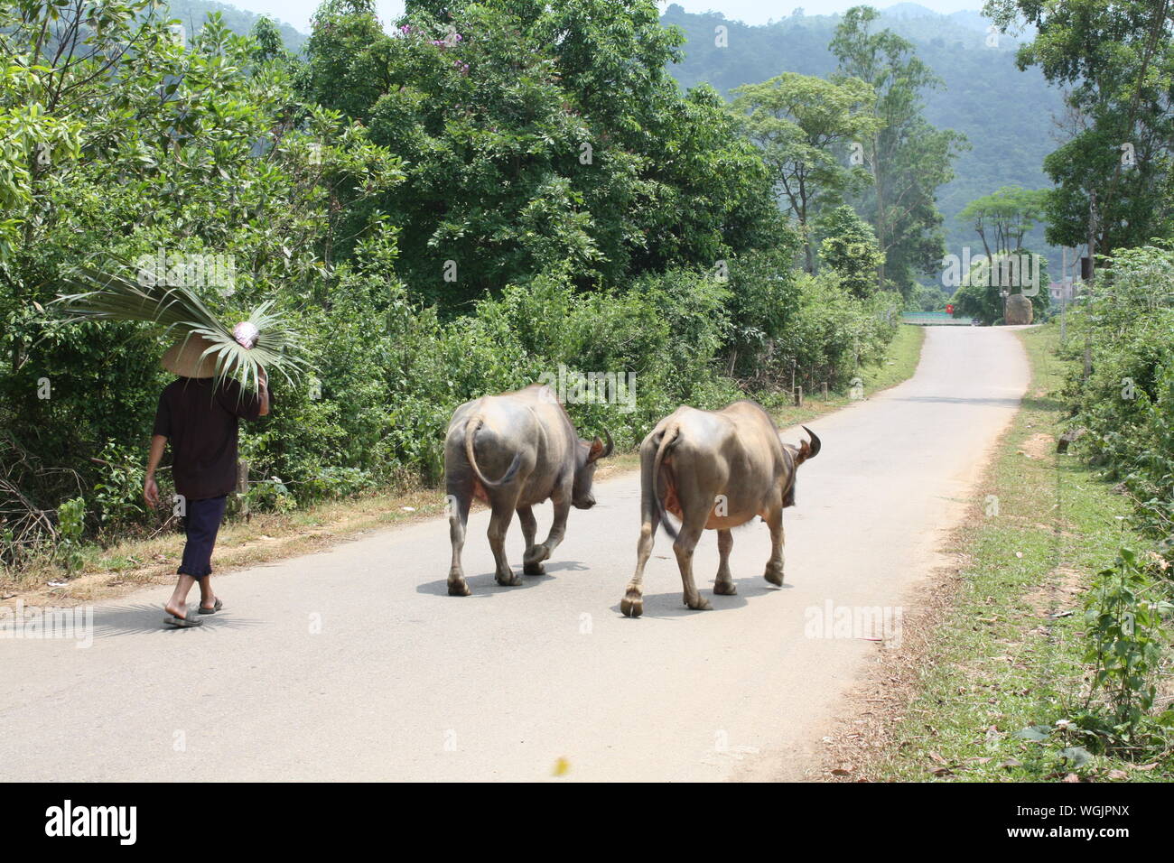 Buffaloes walking road hi-res stock photography and images - Alamy
