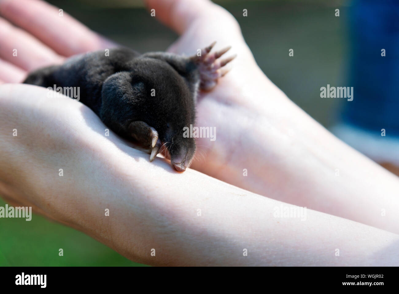 Black mole on the palms of a woman. Garden pests Stock Photo - Alamy