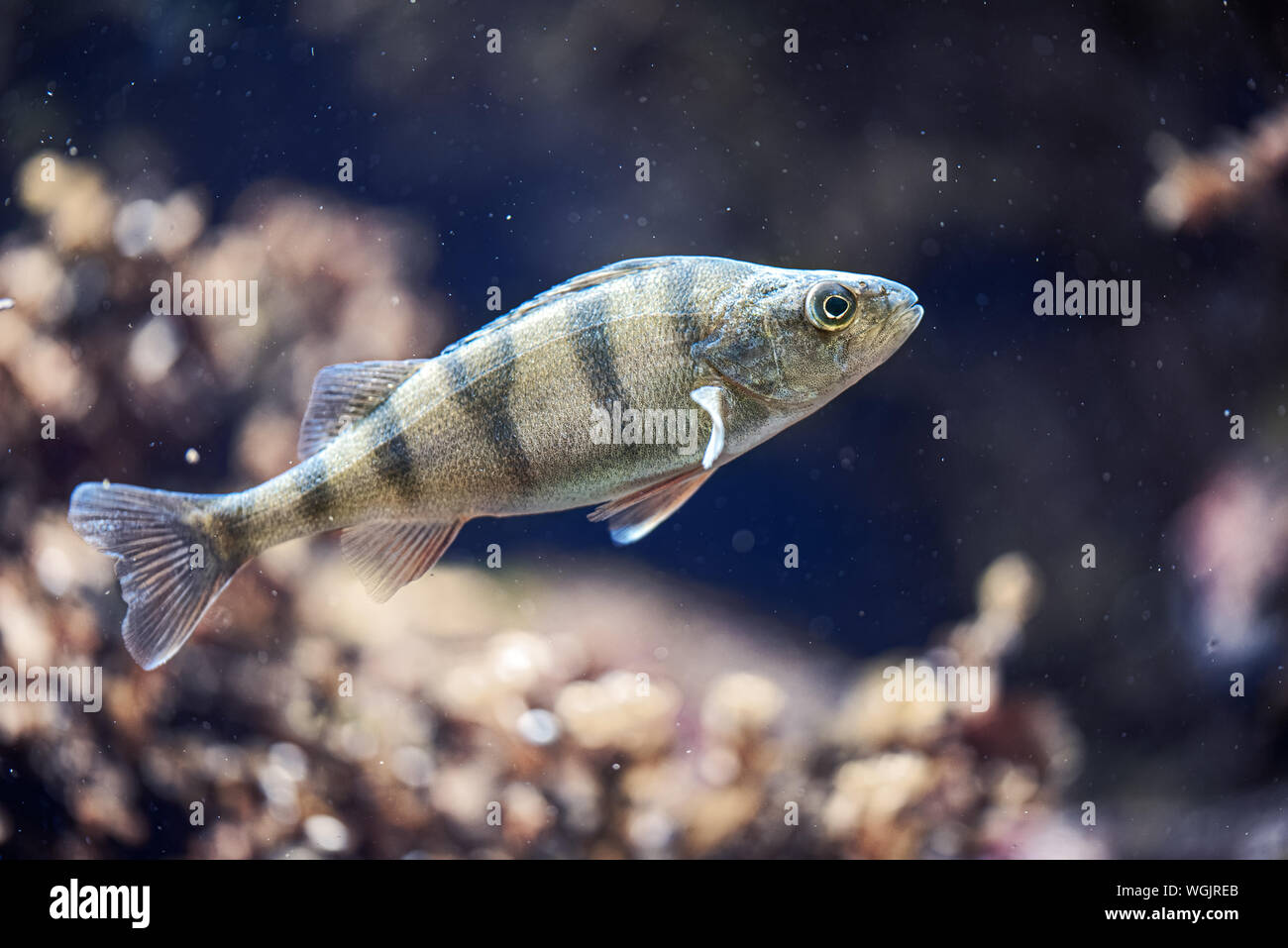 Deep water fish abyss hi-res stock photography and images - Alamy