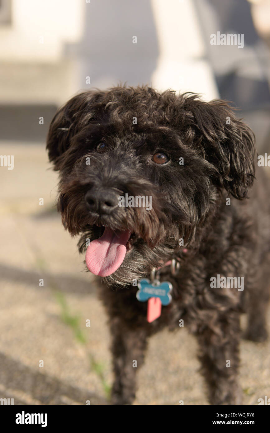 Schnoodle dog poodle schnauzer mix outside Stock Photo - Alamy