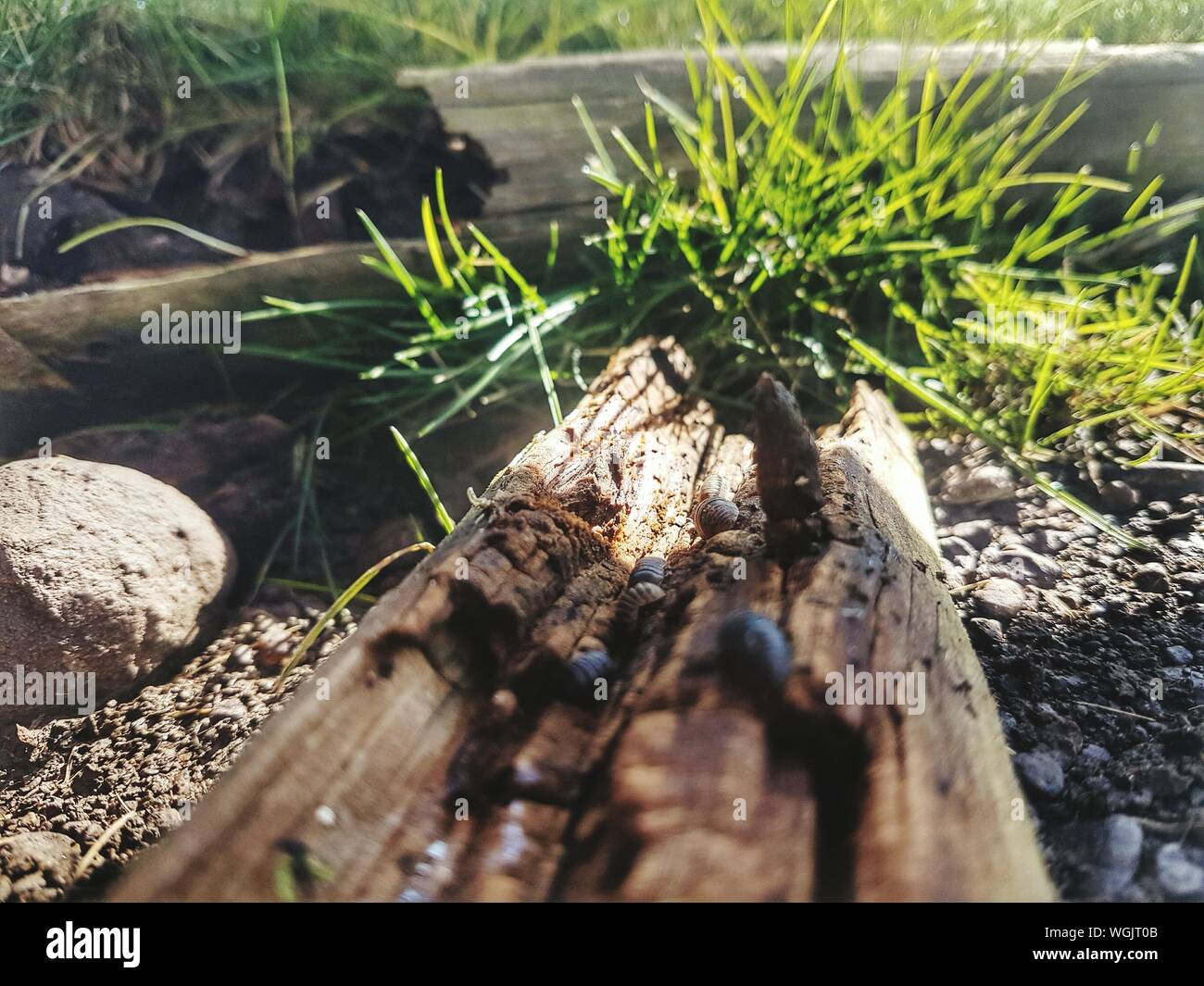 Insects On Wood On Field Stock Photo - Alamy