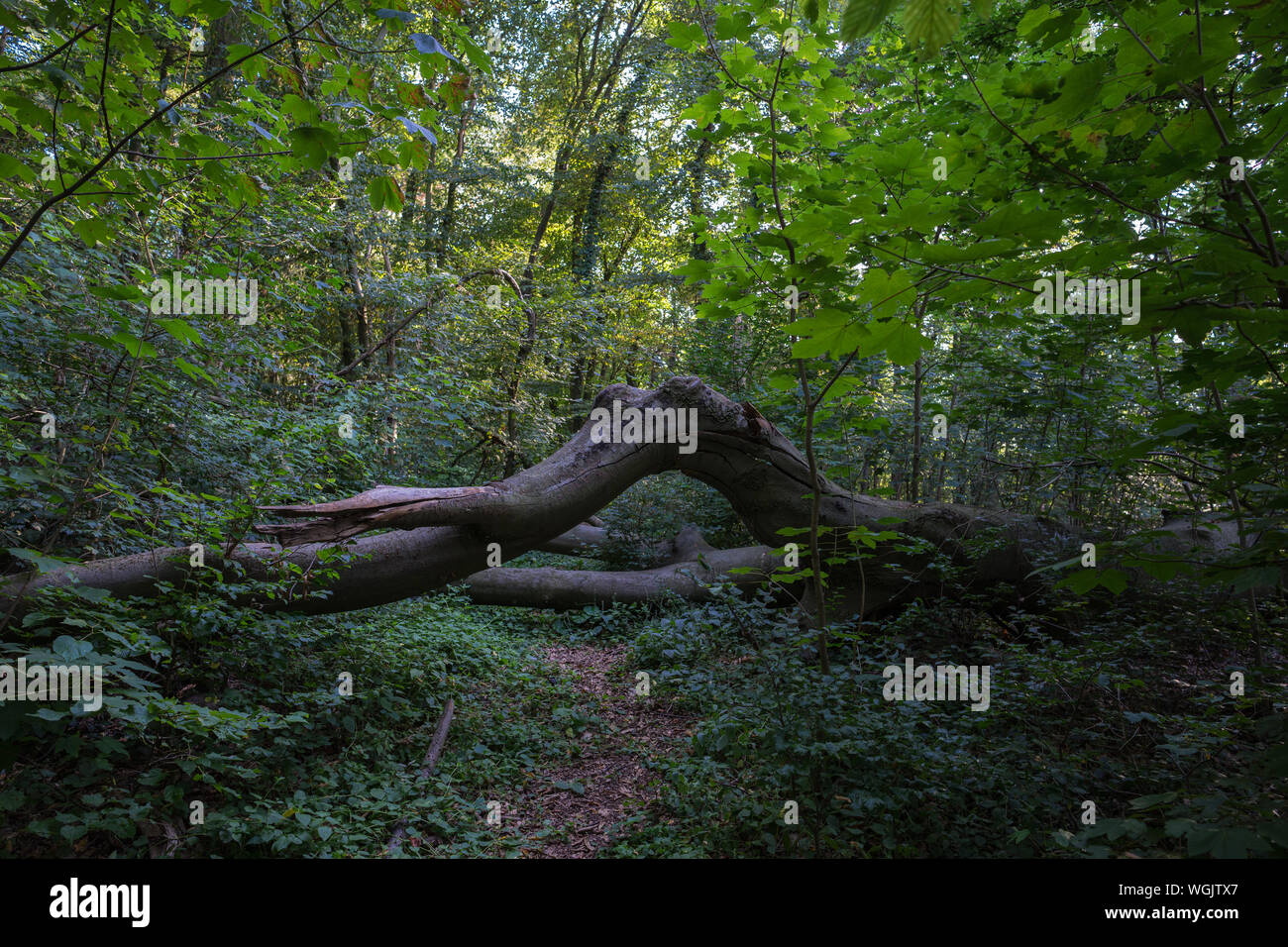 The forest on the Ennert, a fallen tree over a path forms an archway ...