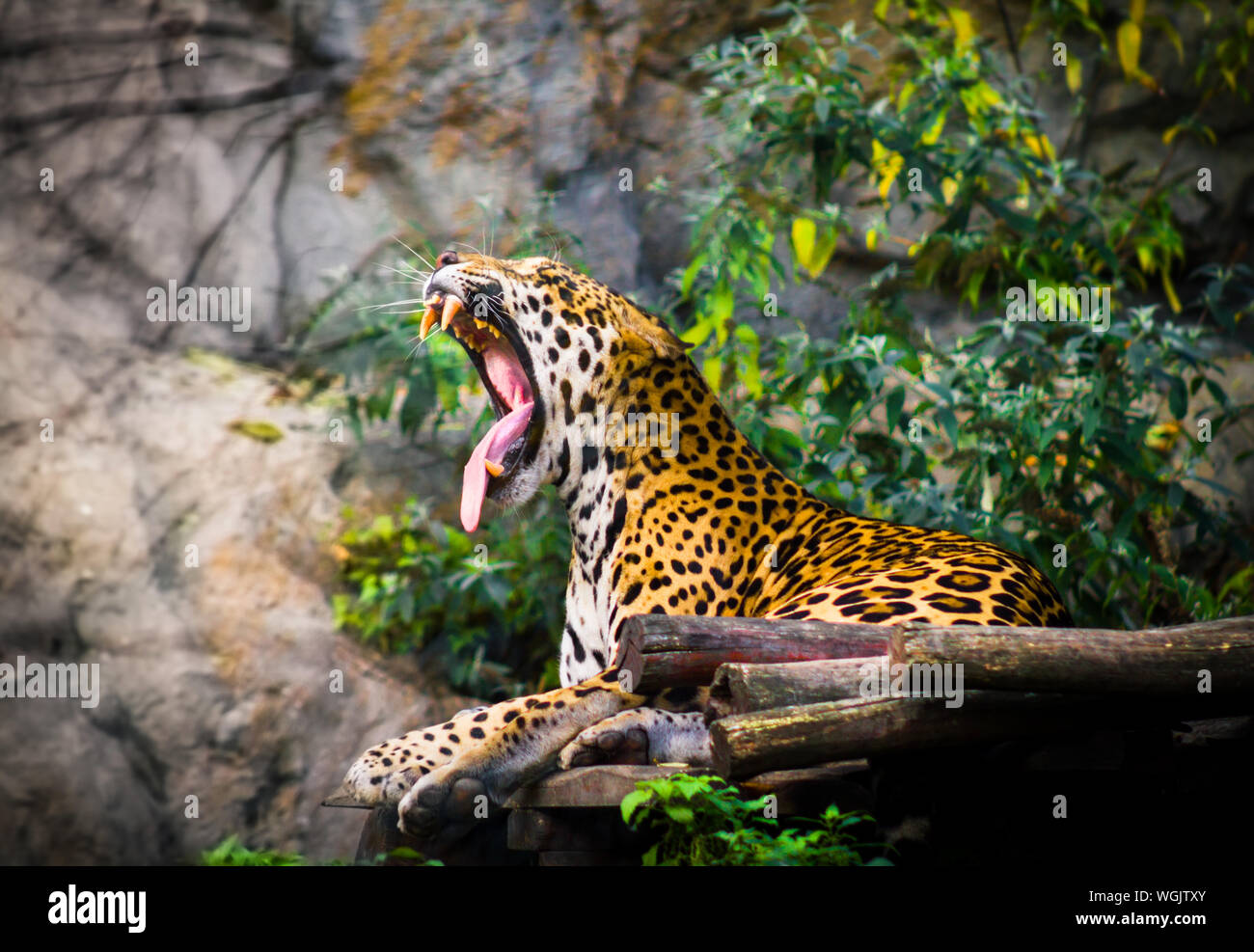 Leopard roaring hi-res stock photography and images - Alamy