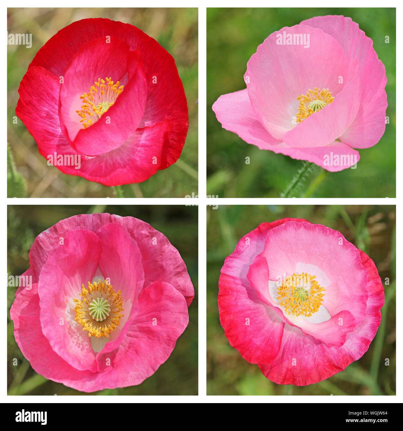 Collage with pink poppy Stock Photo - Alamy
