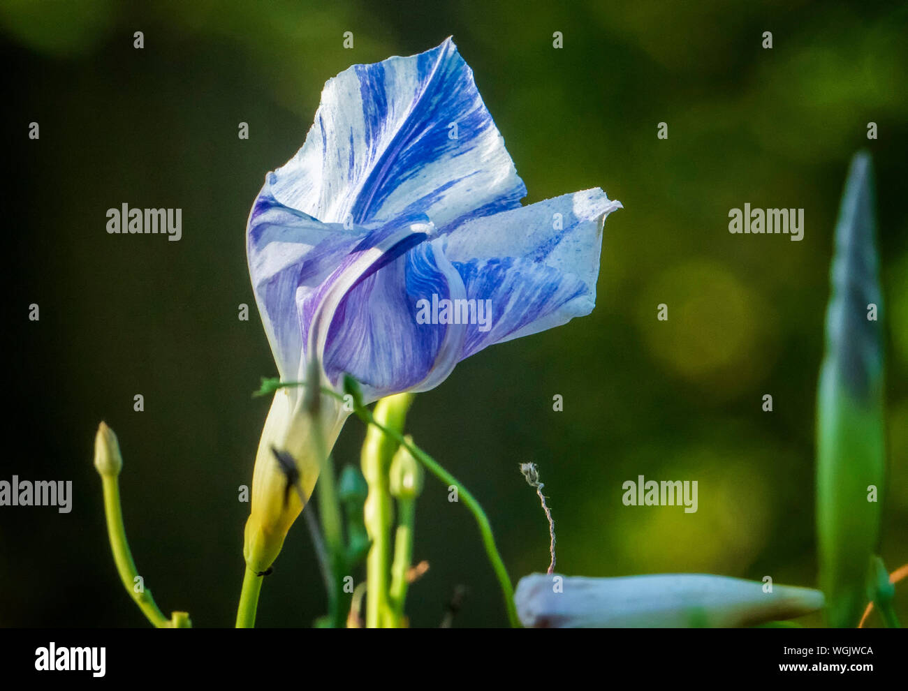 Splotches hi-res stock photography and images - Alamy