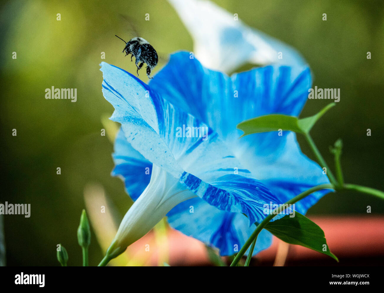 Buzzing glory hi-res stock photography and images - Alamy
