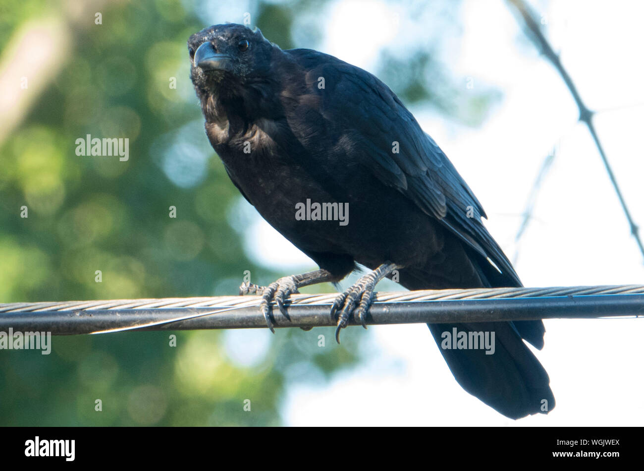 Raven looking down hi-res stock photography and images - Alamy