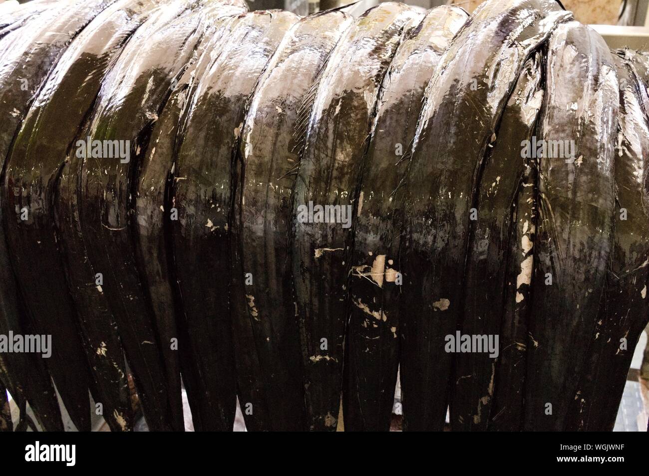 Black eels stacked up in a fish market (Funchal, Madeira, Portugal ...