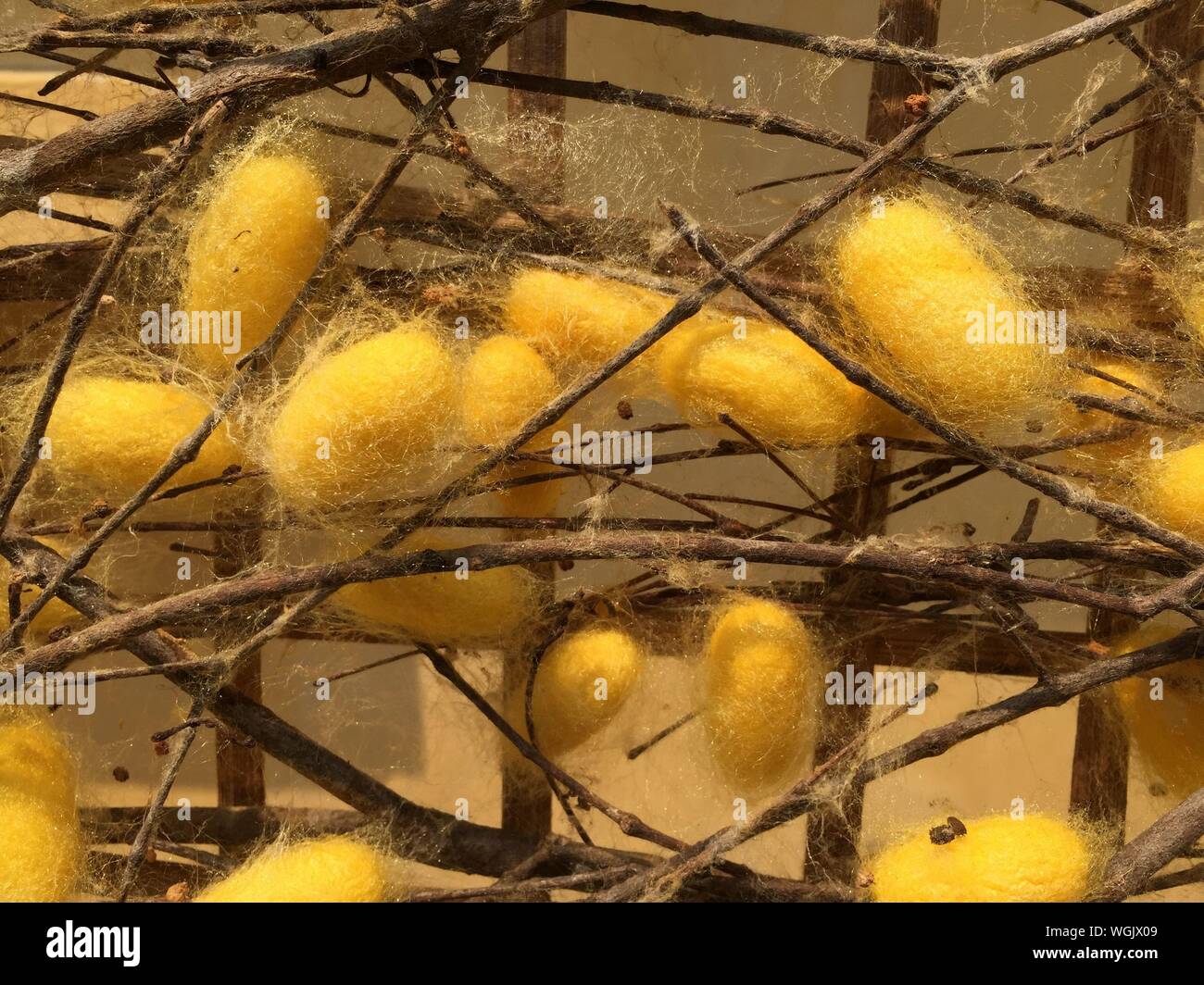 Silkworm tree hi-res stock photography and images - Alamy