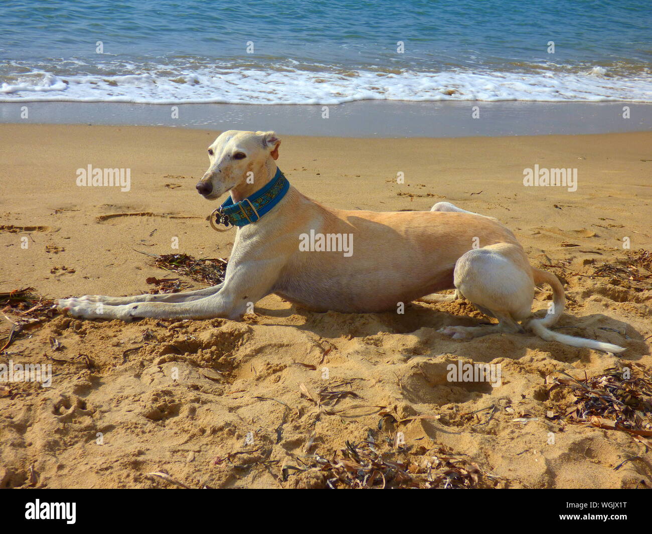 Greyhound on beach hi-res stock photography and images - Alamy
