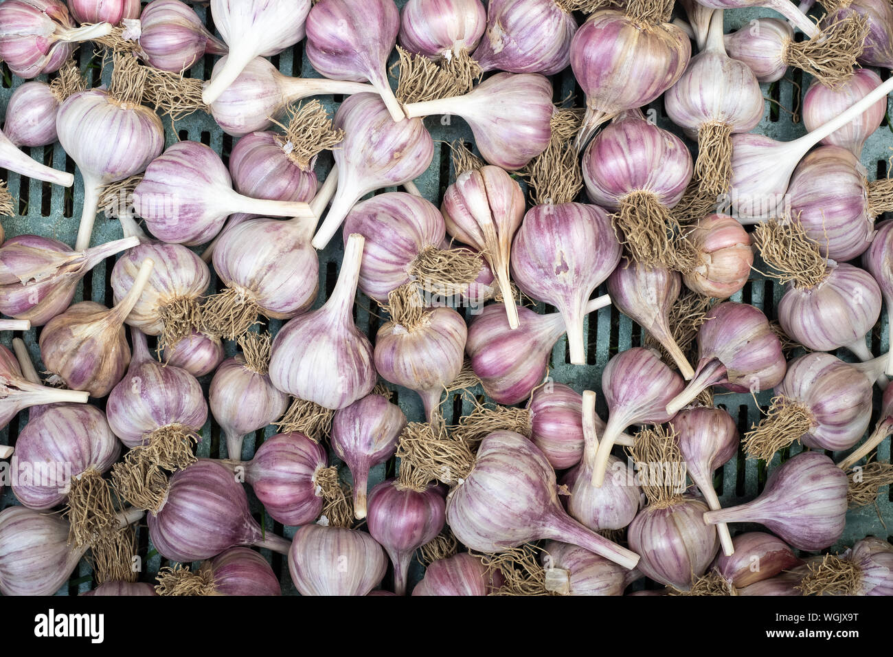 Pile of garlic in plastic crate Stock Photo - Alamy