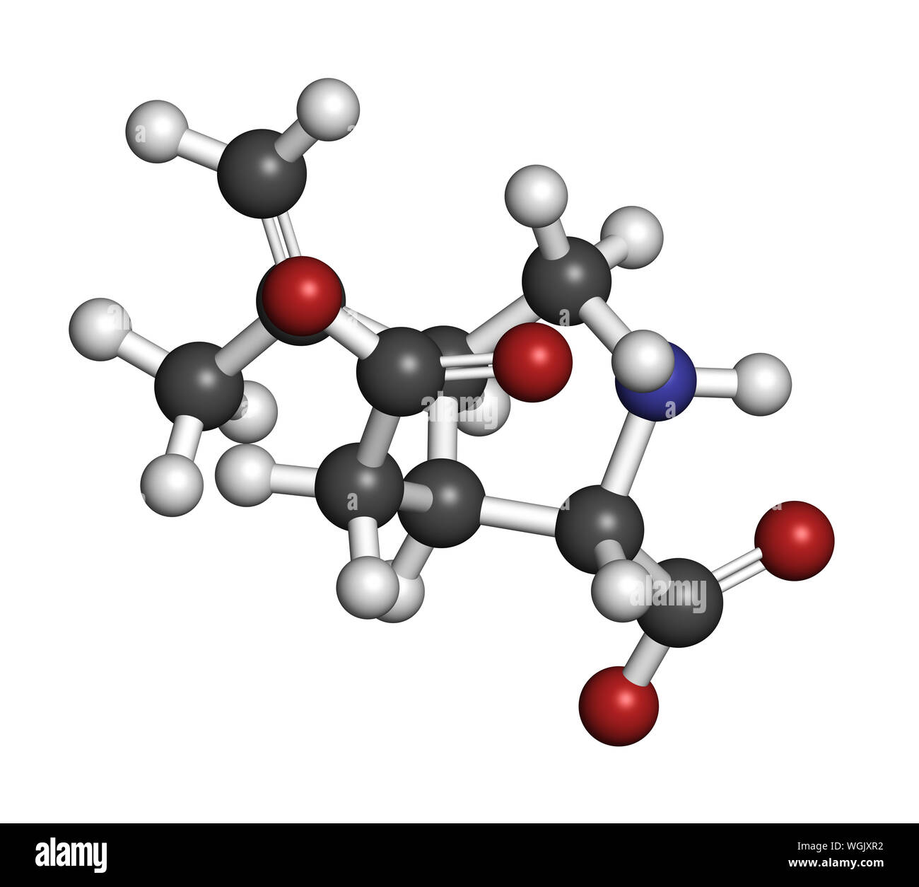 Kainic acid molecule. Direct agonist of the glutamic kainate receptors ...