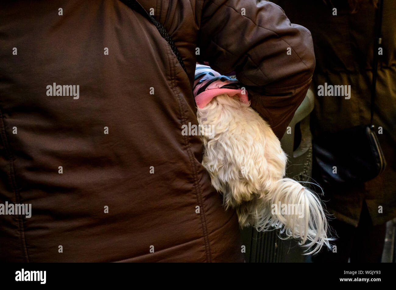 Carrying her dog hi-res stock photography and images - Alamy