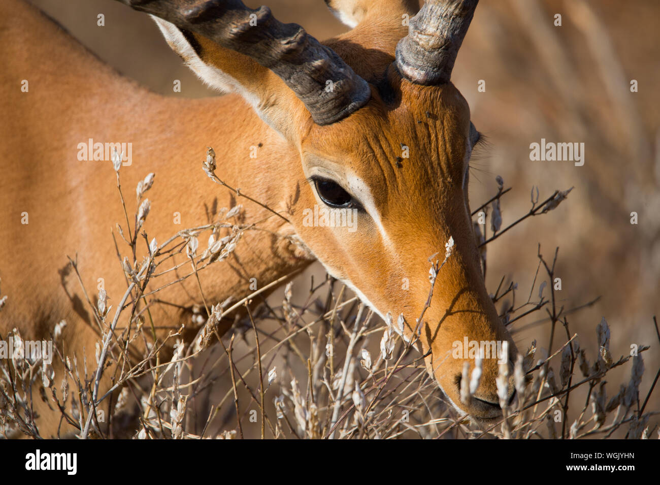 Headshot of an impala hi-res stock photography and images - Alamy