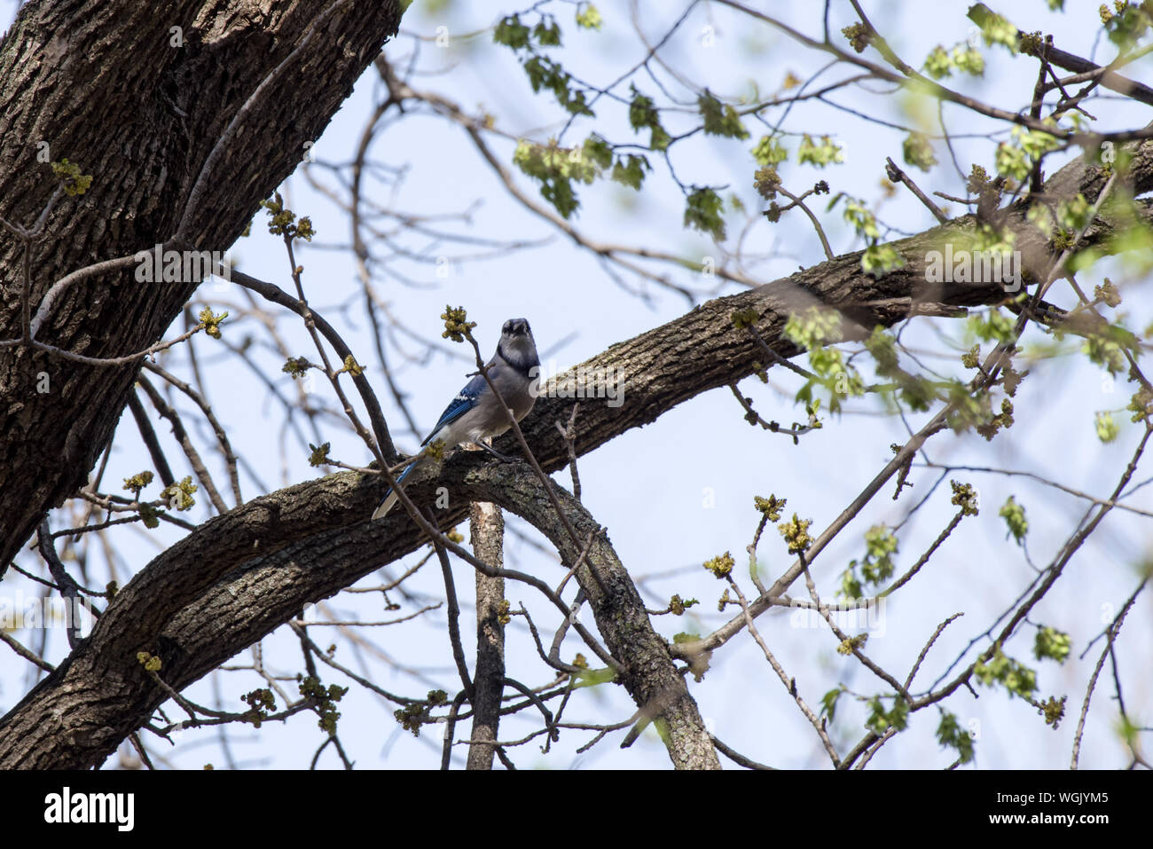 Blue Jay (Cyanocitta cristata Stock Photo - Alamy