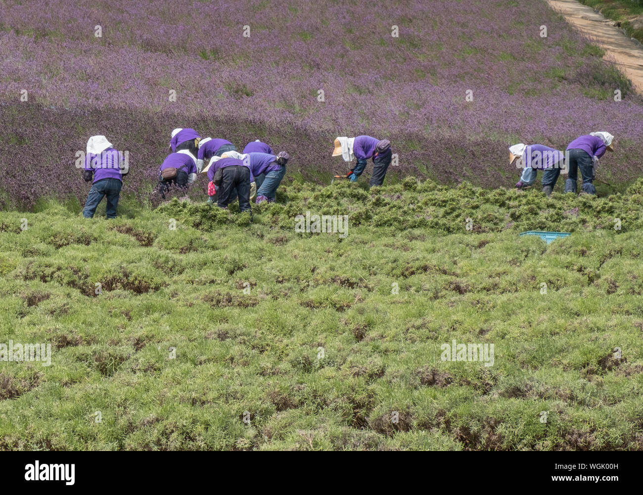Harvesting Lavender Field High Resolution Stock Photography and Images - Alamy