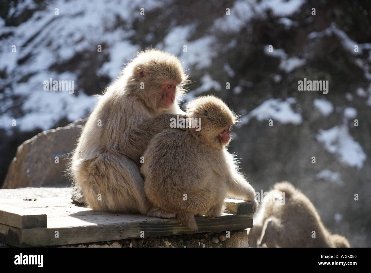 Two monkeys sitting bench hi-res stock photography and images - Alamy