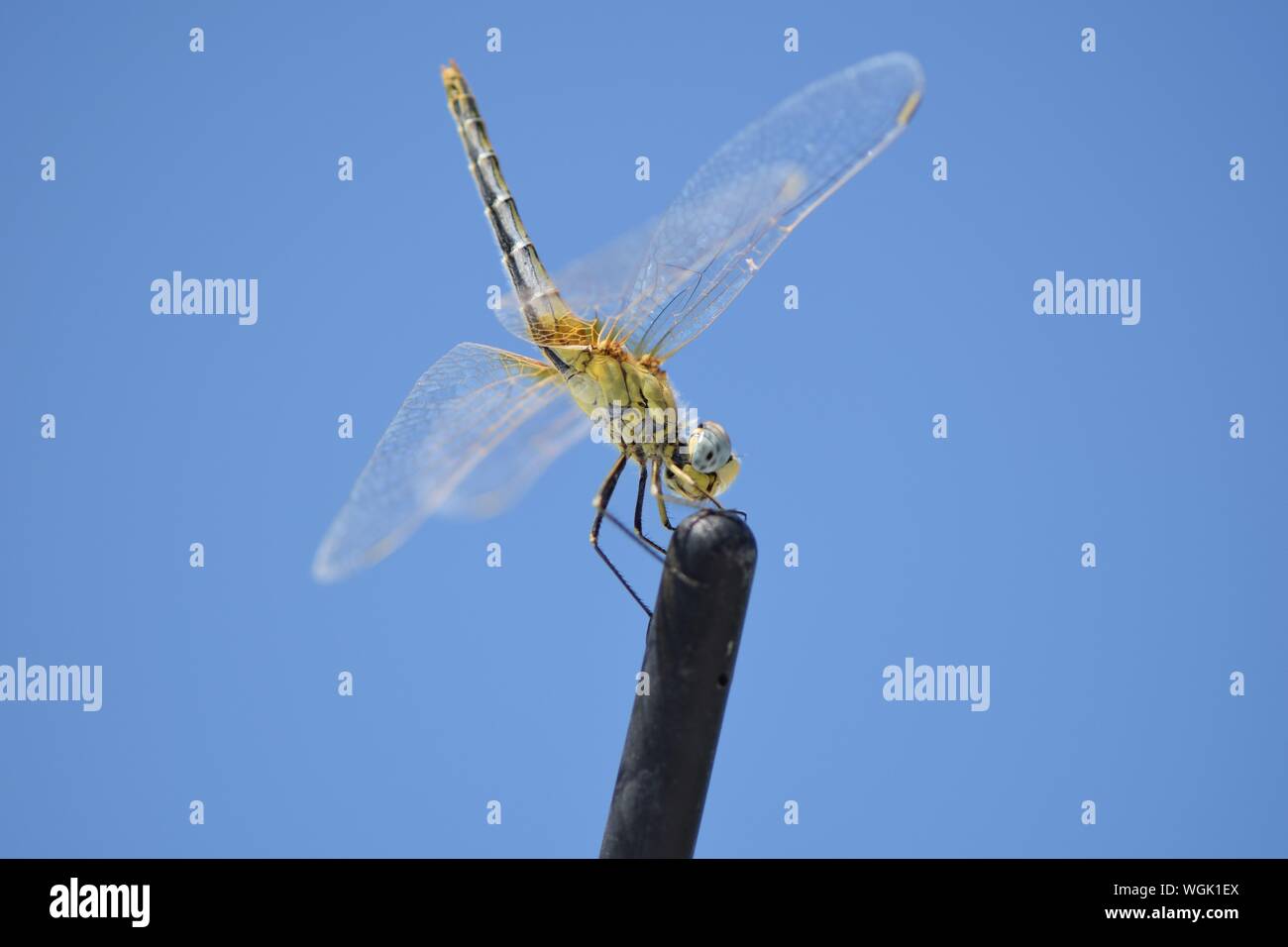 Dragonfly antenna hi-res stock photography and images - Alamy