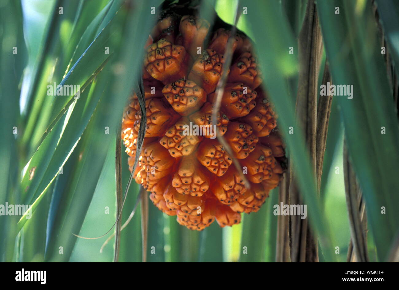 Screwpine leaf hi-res stock photography and images - Alamy
