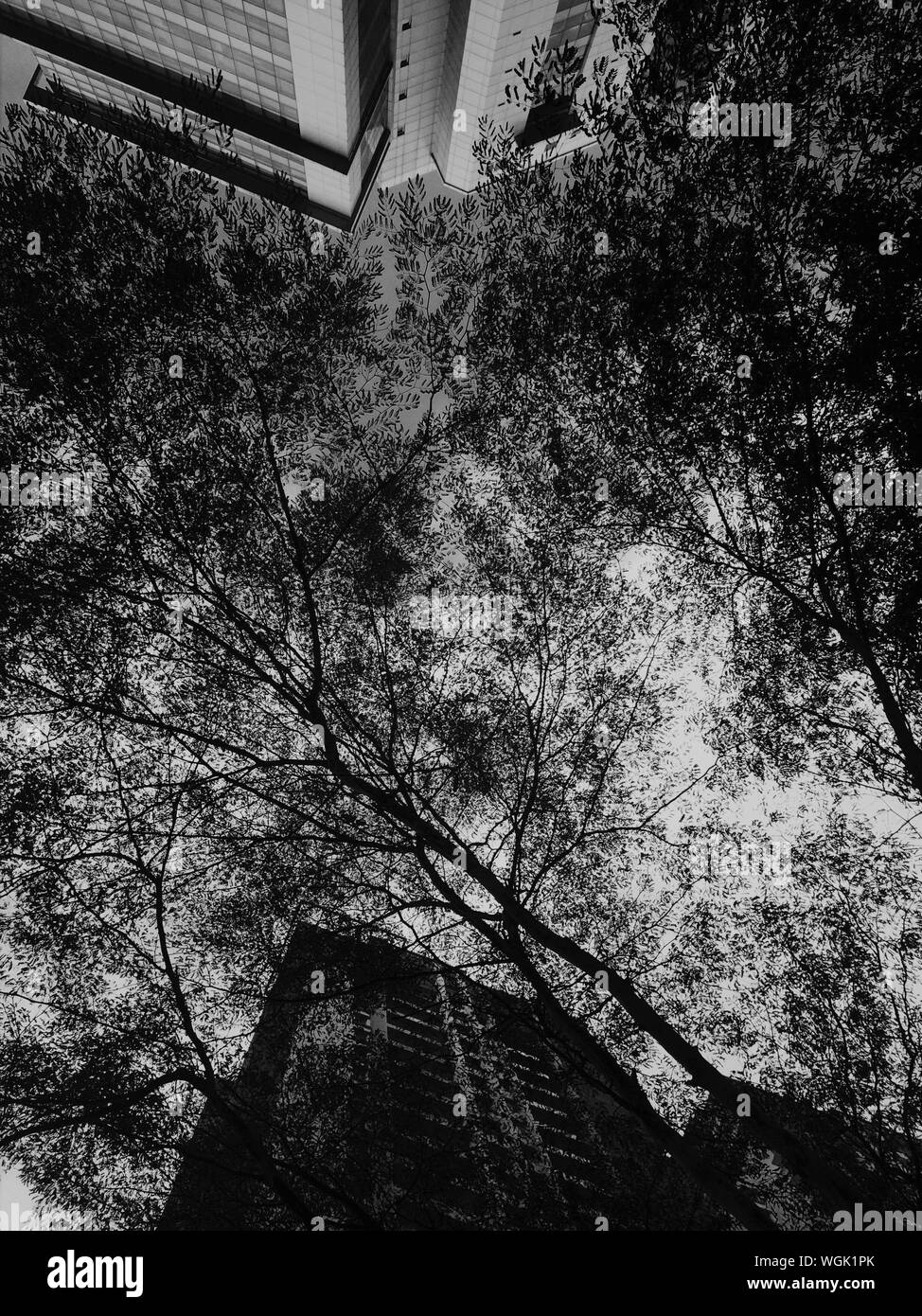 High buildings and trees hi-res stock photography and images - Alamy