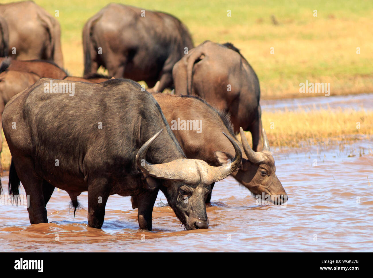 Buffaloes water hi-res stock photography and images - Alamy