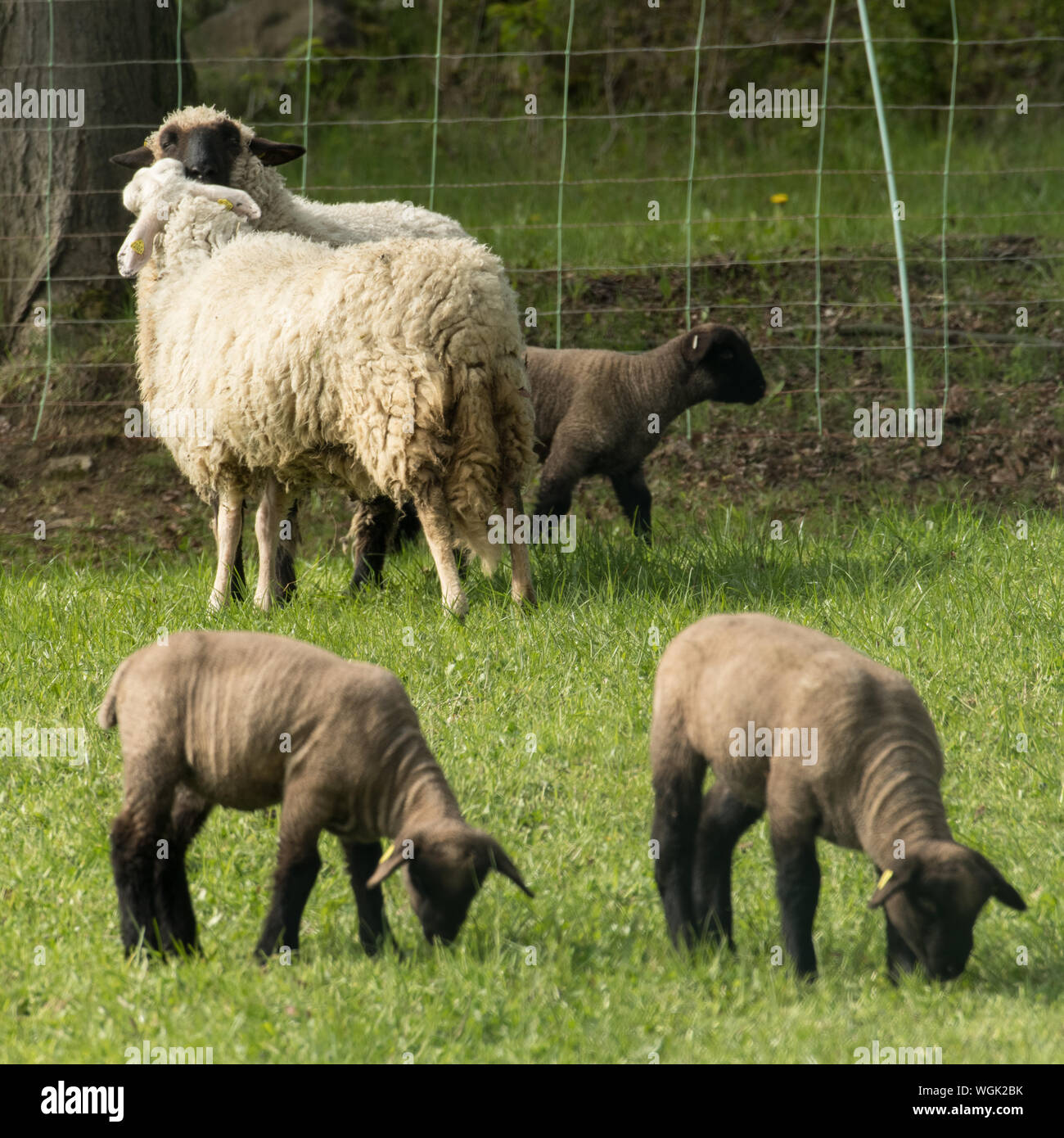 Five lambs hi-res stock photography and images - Alamy