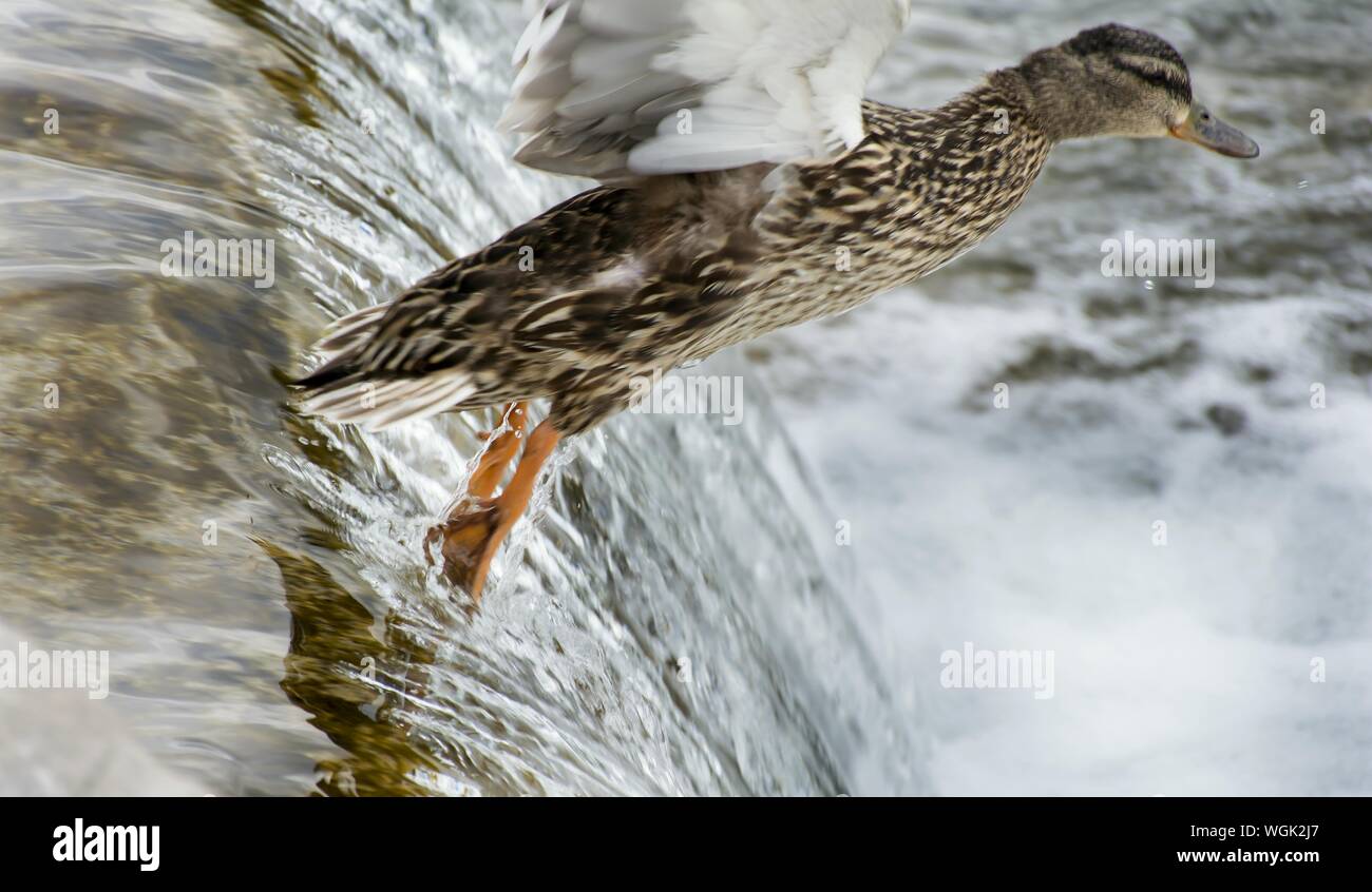 Duck Flying Over Water High Resolution Stock Photography and Images - Alamy