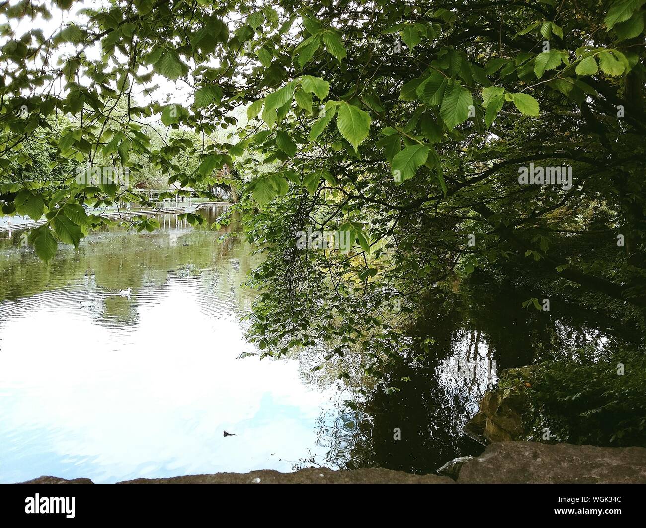 Tree next to pond High Resolution Stock Photography and Images - Alamy