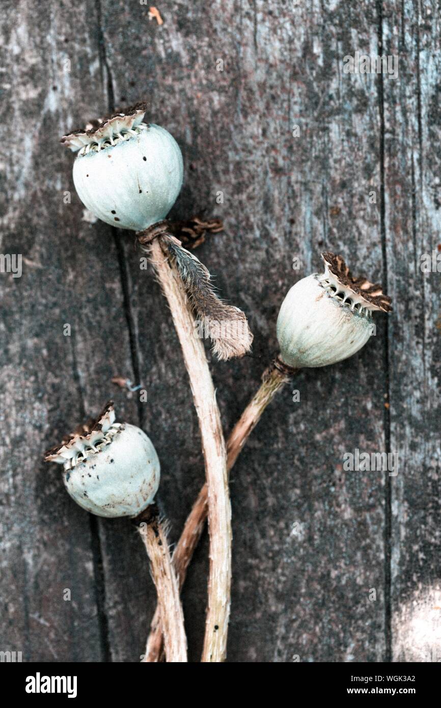 Opium ball hi-res stock photography and images - Alamy