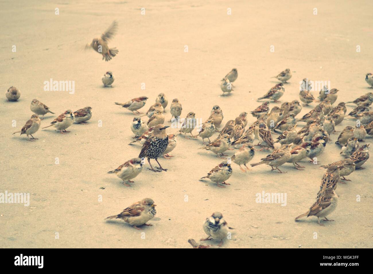 Birds sandy beach hi-res stock photography and images - Alamy