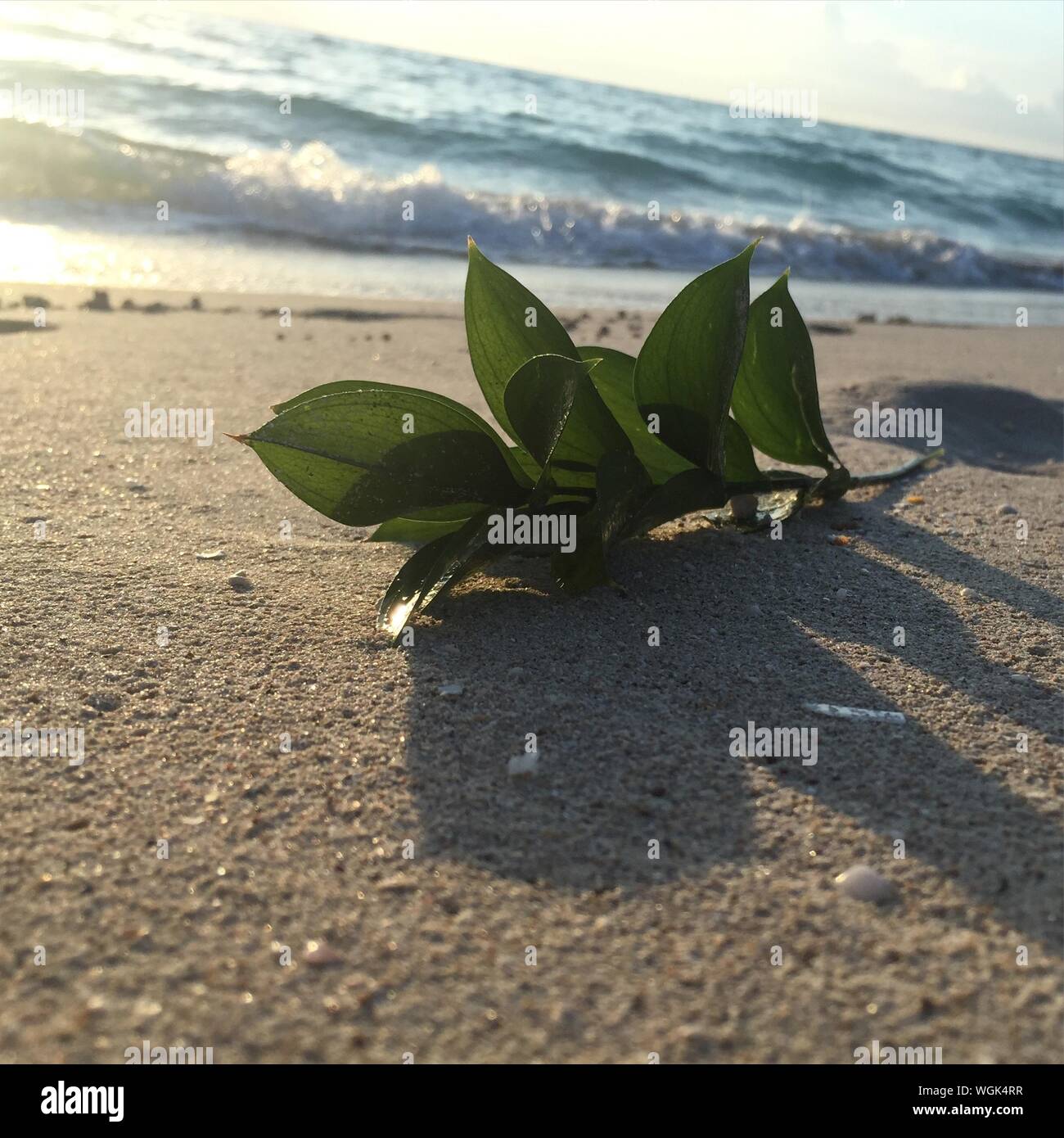 Plant beach hi-res stock photography and images - Alamy