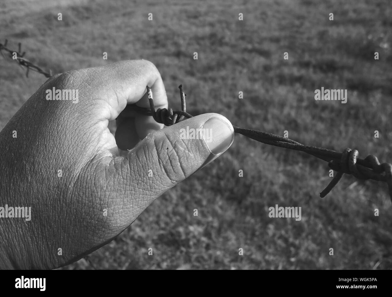 Person holding barbed wire fence barbed wire Black and White Stock ...