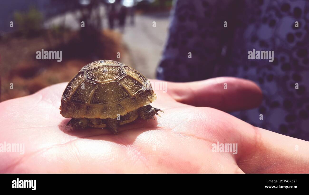 Hand holding turtle hi-res stock photography and images - Alamy