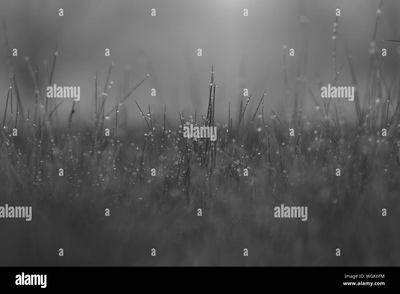 Wet grass land hi-res stock photography and images - Alamy