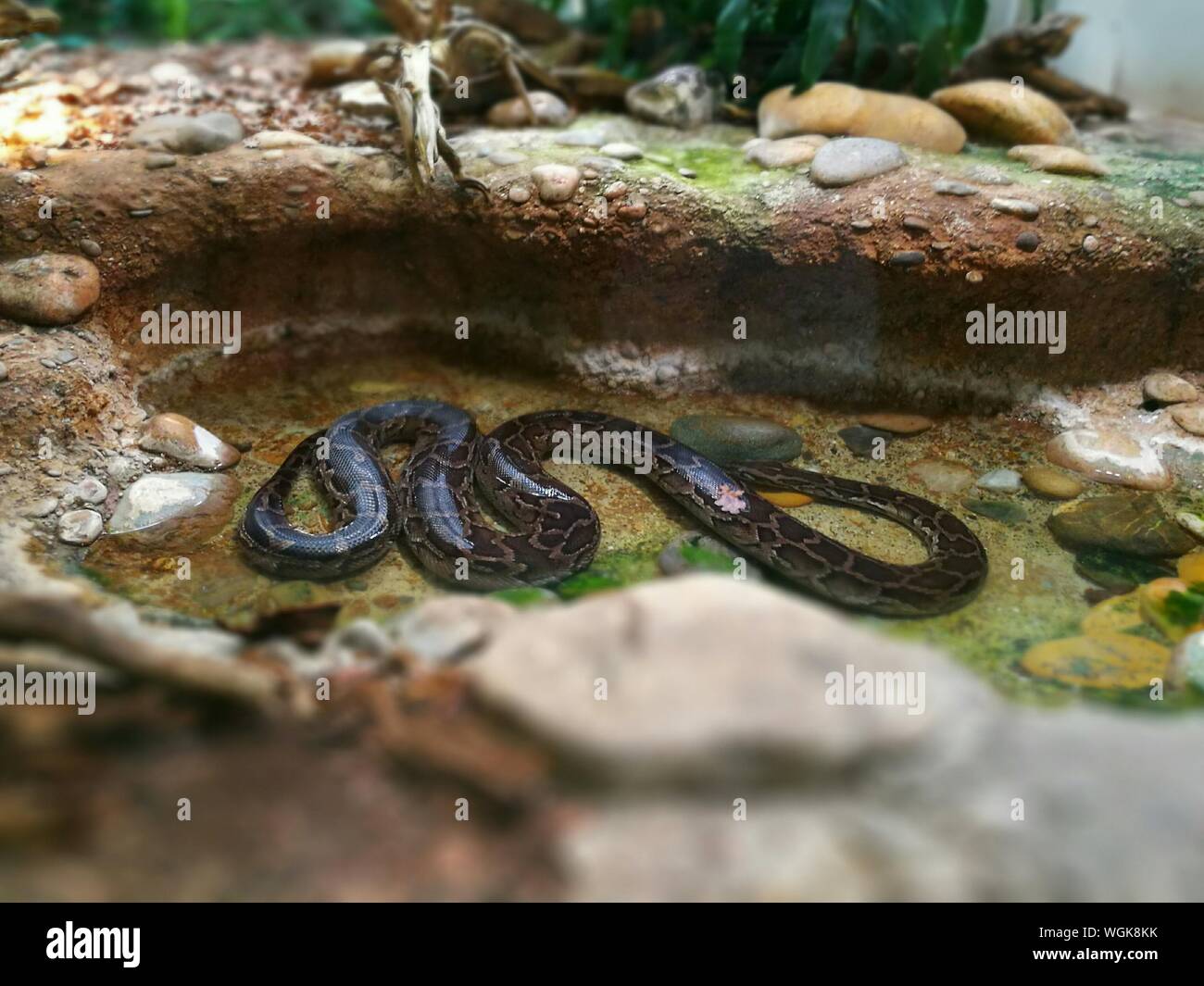 Snake pond hi-res stock photography and images - Alamy