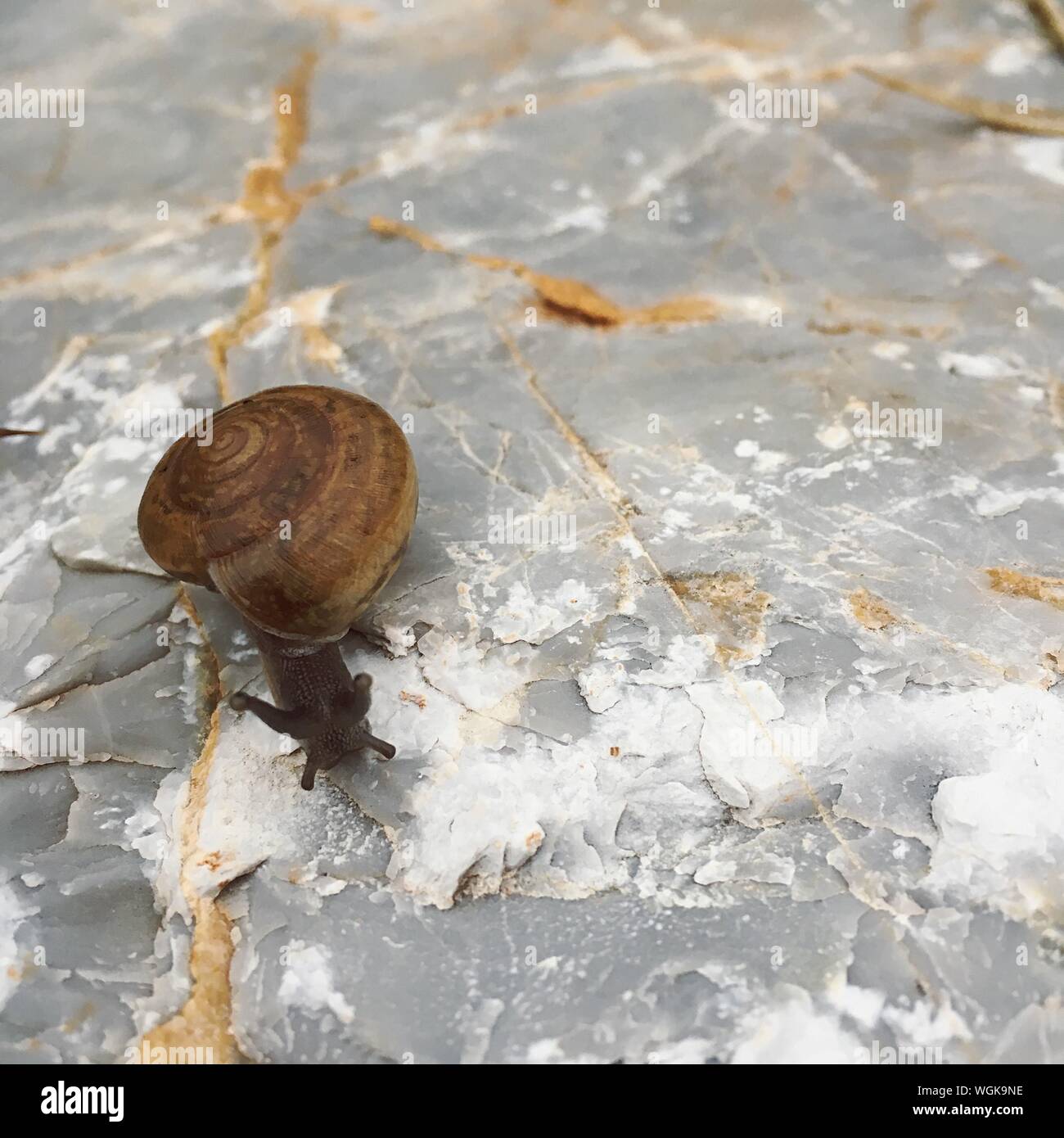 Cracked snail shell hi-res stock photography and images - Alamy