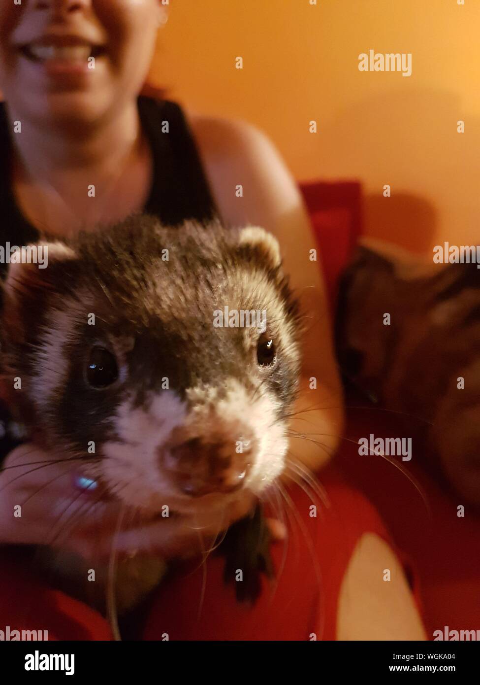 Holding pet ferret hi-res stock photography and images - Alamy