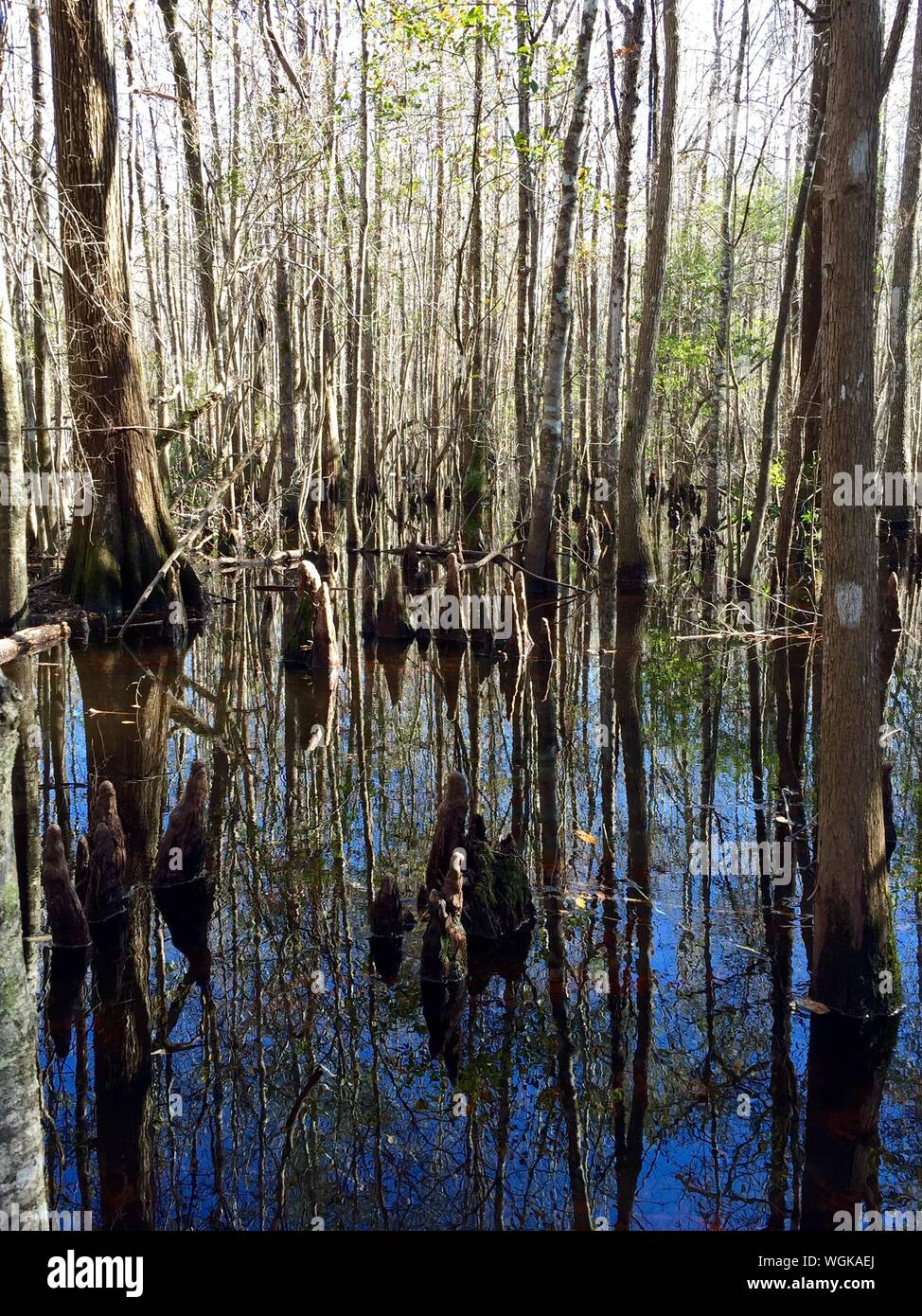 Trees wetland hi-res stock photography and images - Alamy