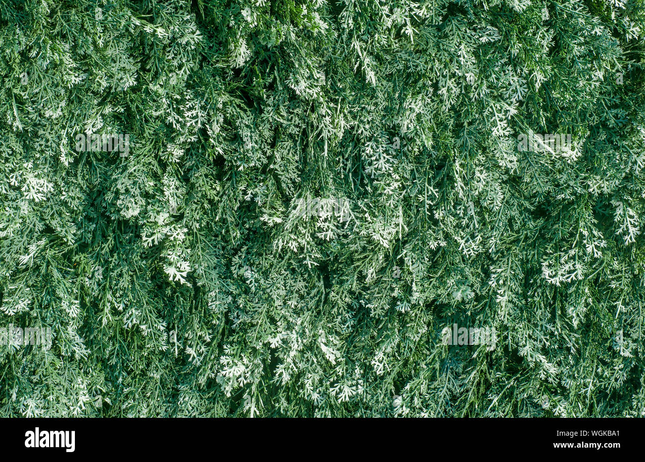 Green grass background texture. Top view Stock Photo - Alamy
