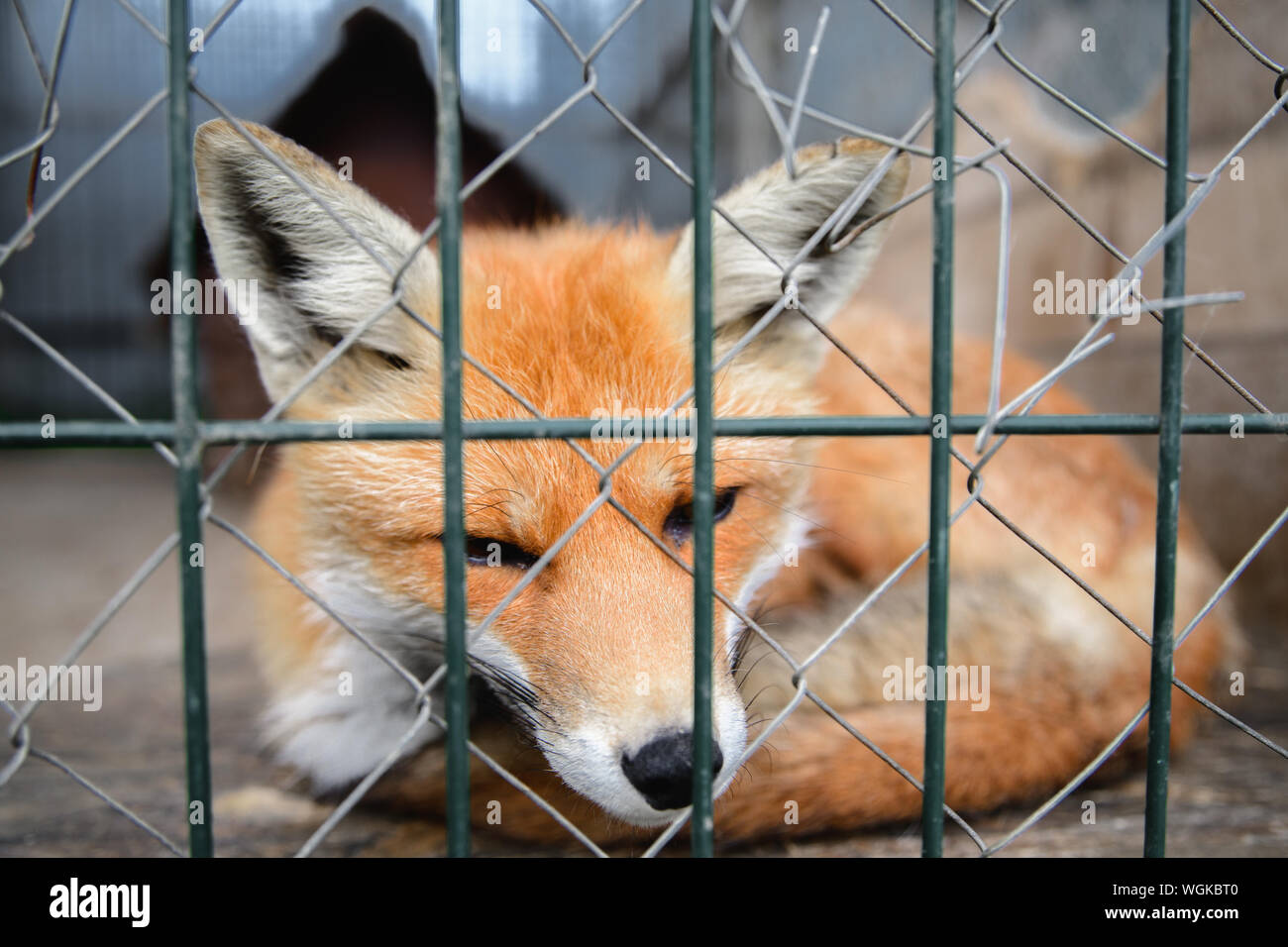 Animal mockery hi-res stock photography and images - Alamy